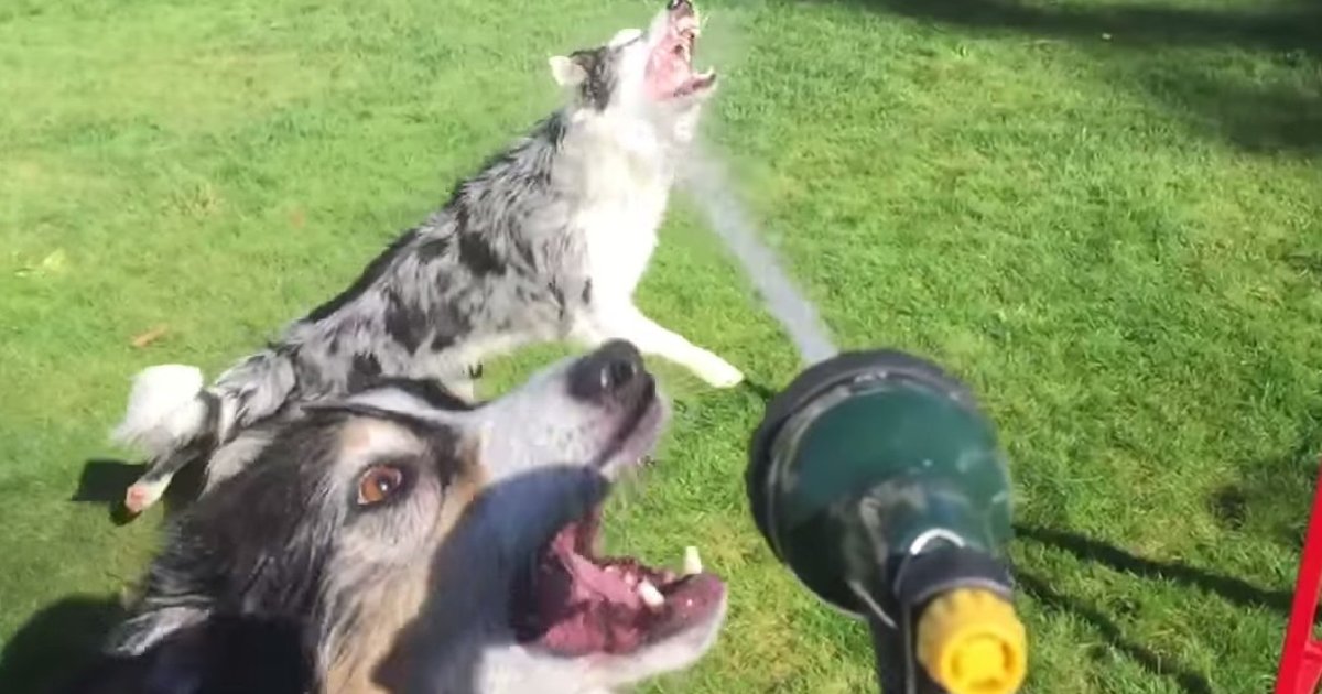 Springy Dogs Engage In Graceful Slow-Motion Water Ballet With Garden ...
