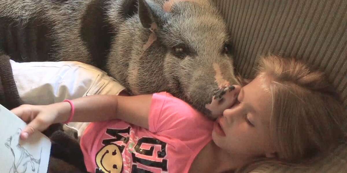 Pig Who Lost His Ear Loves His New Family So Much - The Dodo