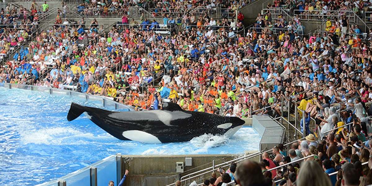 The Blue World Project is SeaWorld’s latest PR fix - The Dodo