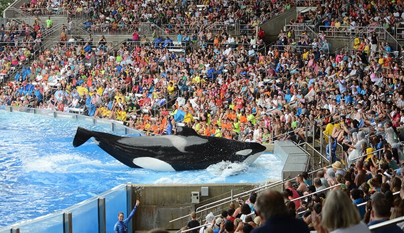 The Blue World Project is SeaWorld’s latest PR fix - The Dodo
