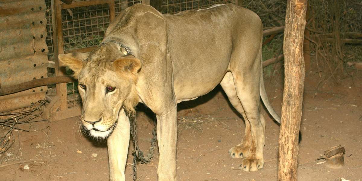 Lion Kept As Status Symbol Was Chained So Tightly He Lost His Mane ...