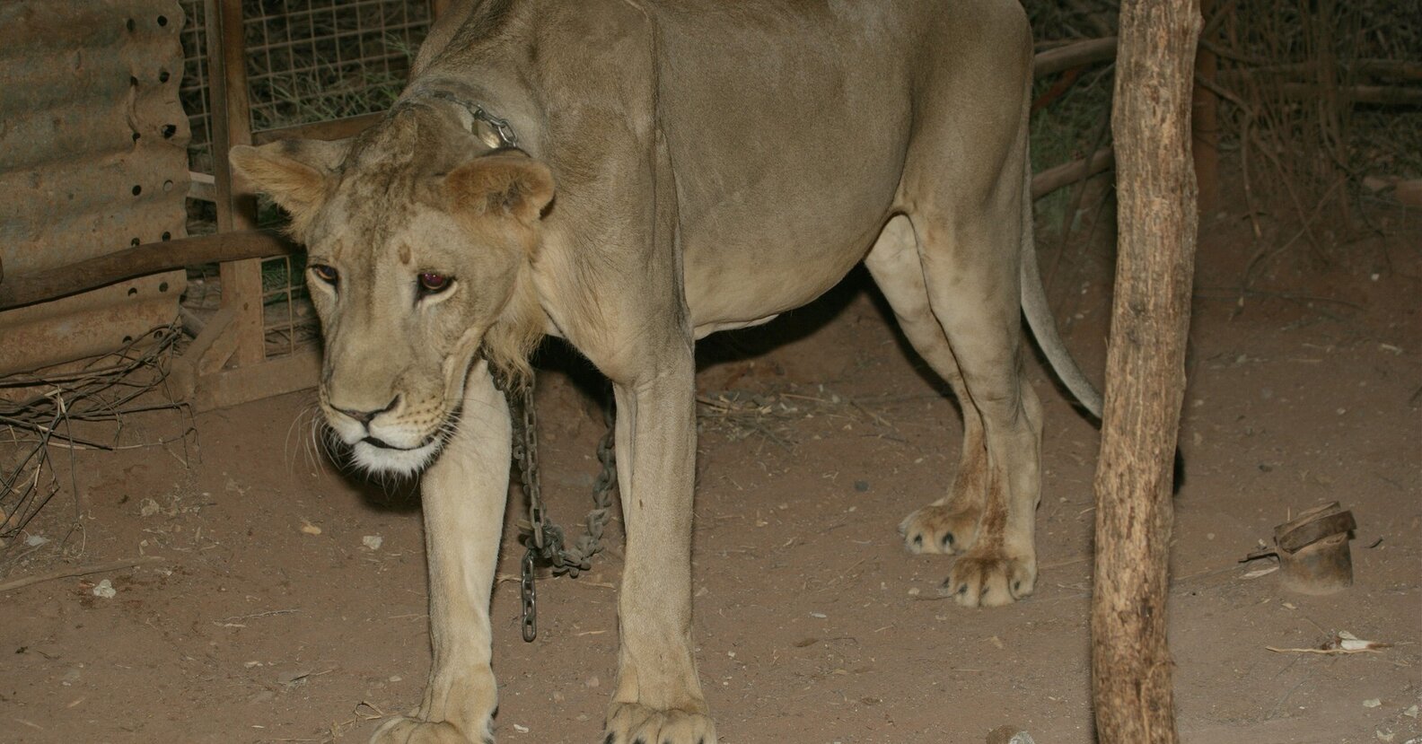 Lion Kept As Status Symbol Was Chained So Tightly He Lost His Mane ...