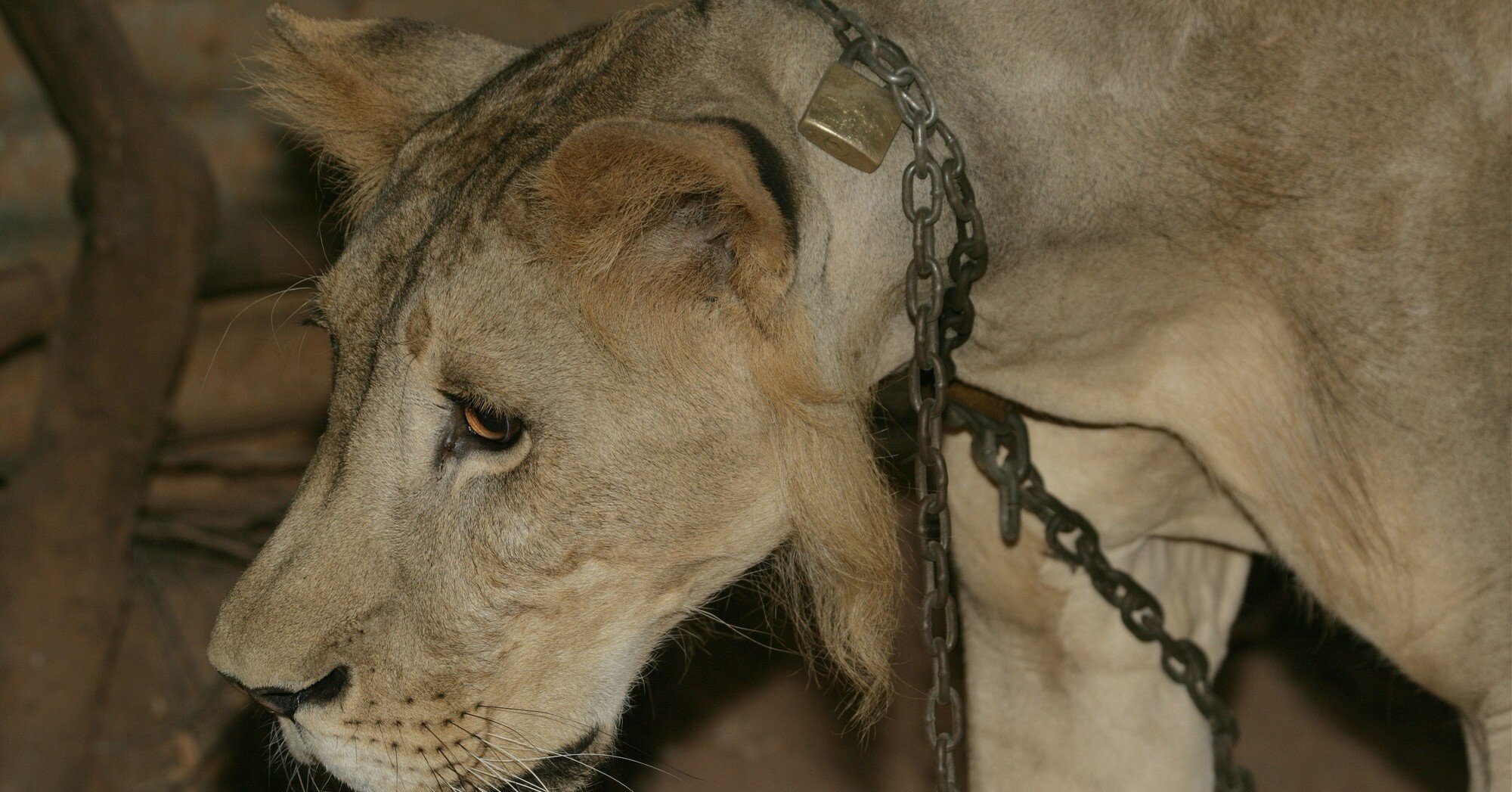 Lion Kept As Status Symbol Was Chained So Tightly He Lost His Mane ...