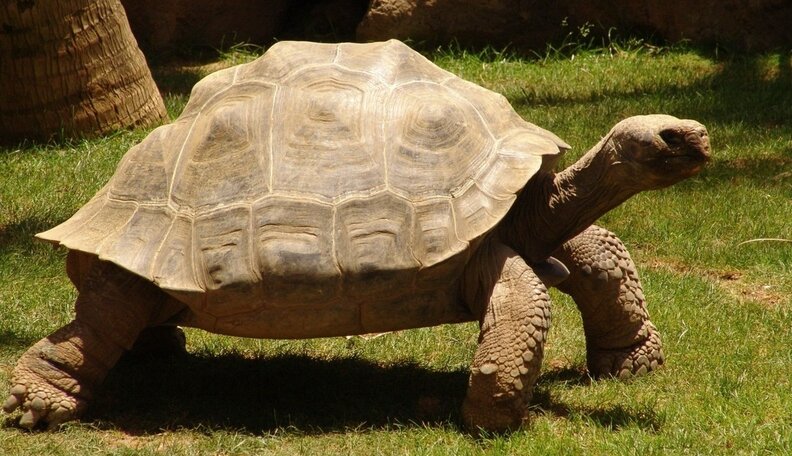 Ugandan Police Officer Shoots And Kills "Aggressive" Tortoise - The Dodo
