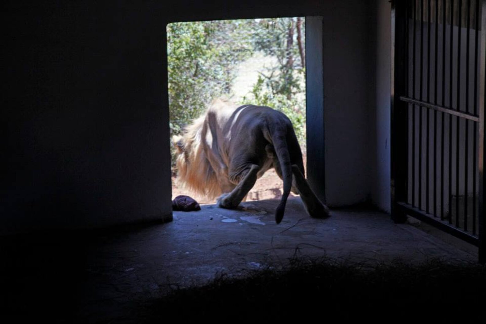 Lion Kept As Status Symbol Was Chained So Tightly He Lost His Mane ...