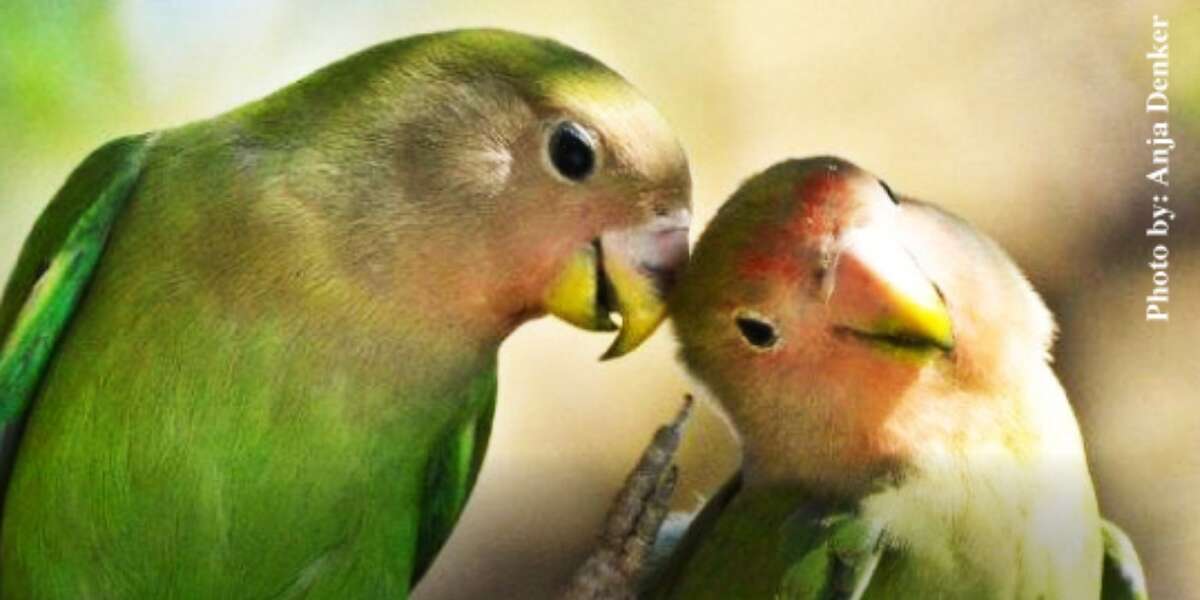 5 Key Steps To Better Bird Welfare - The Dodo