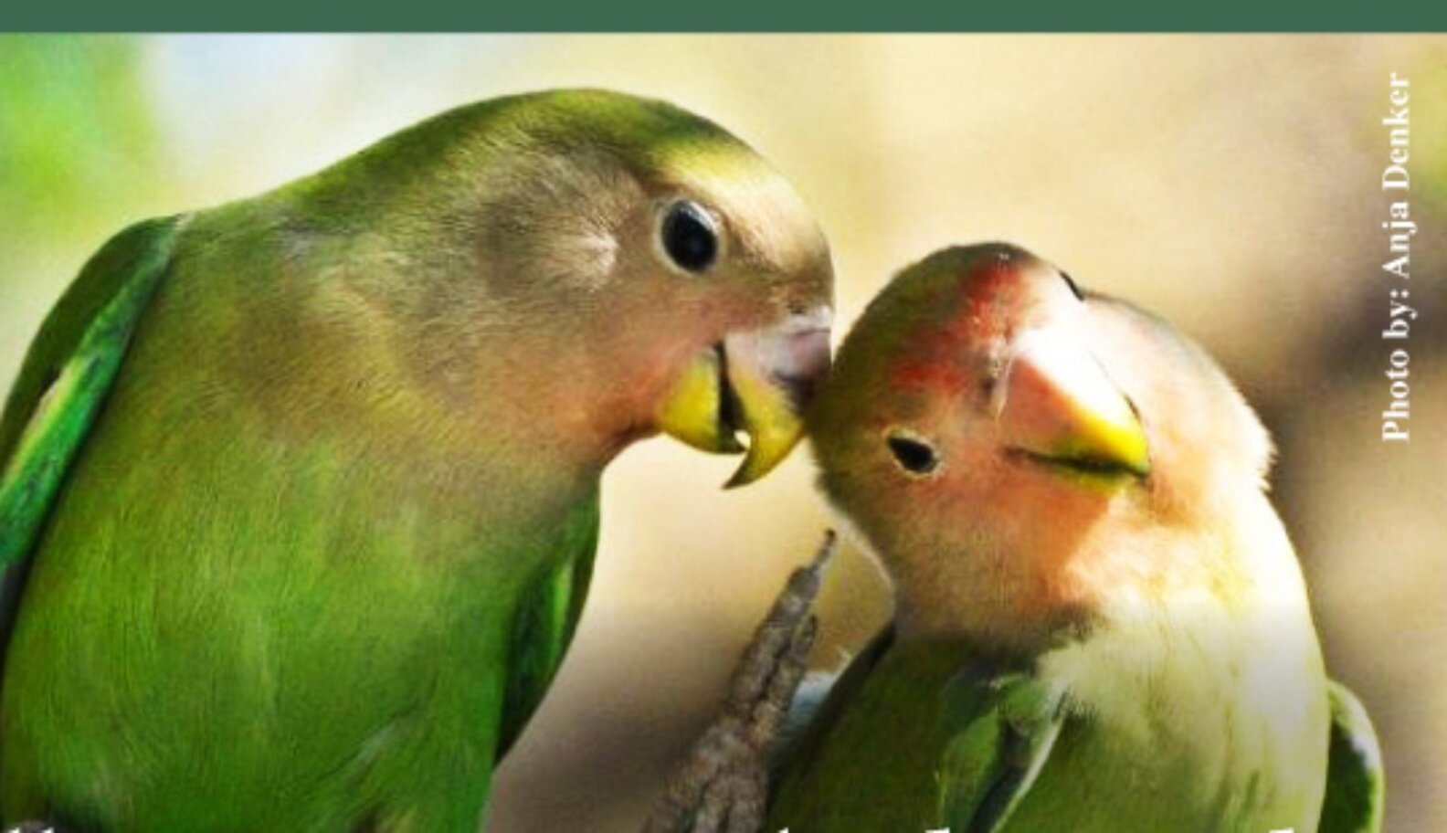 5 Key Steps To Better Bird Welfare - The Dodo