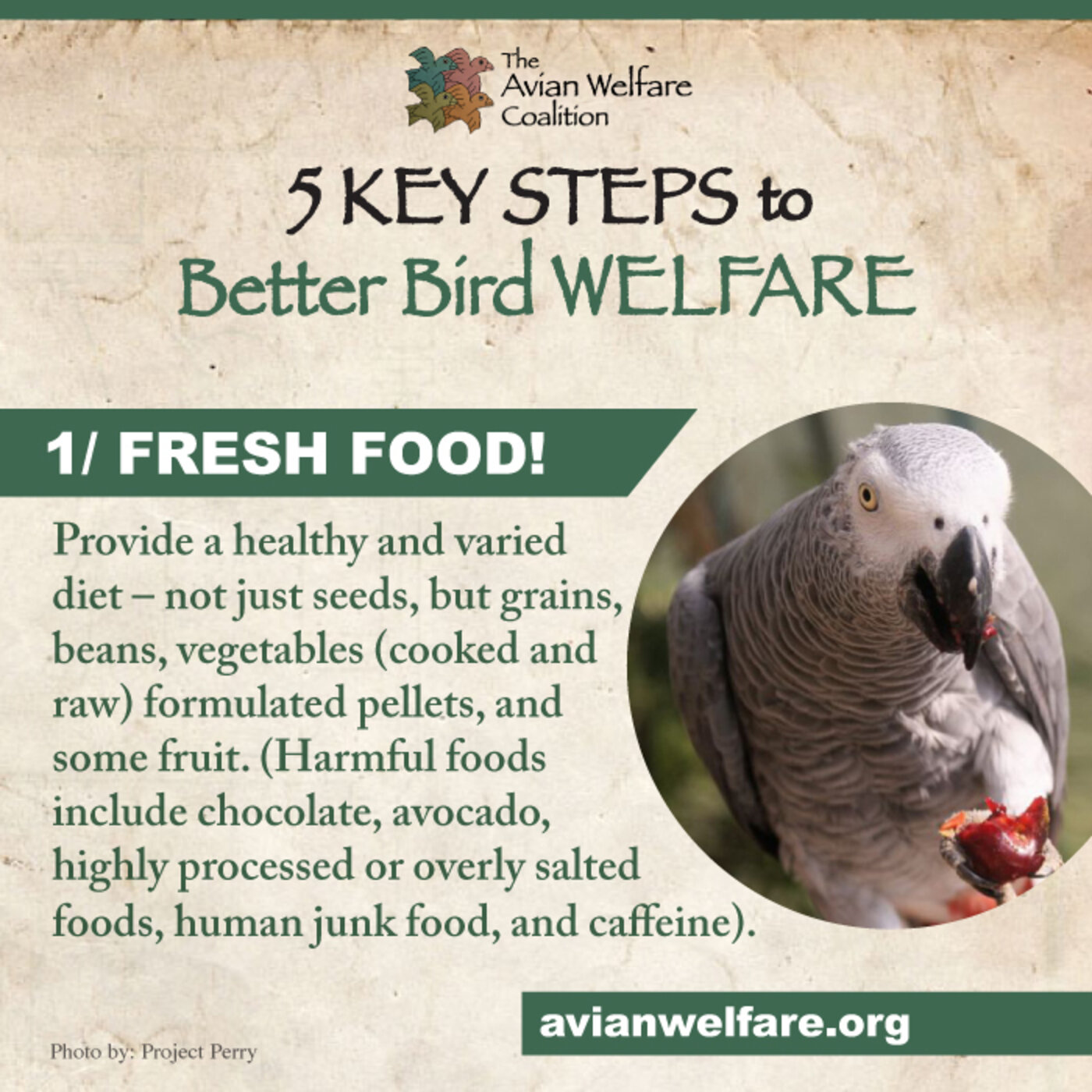 5 Key Steps To Better Bird Welfare - The Dodo