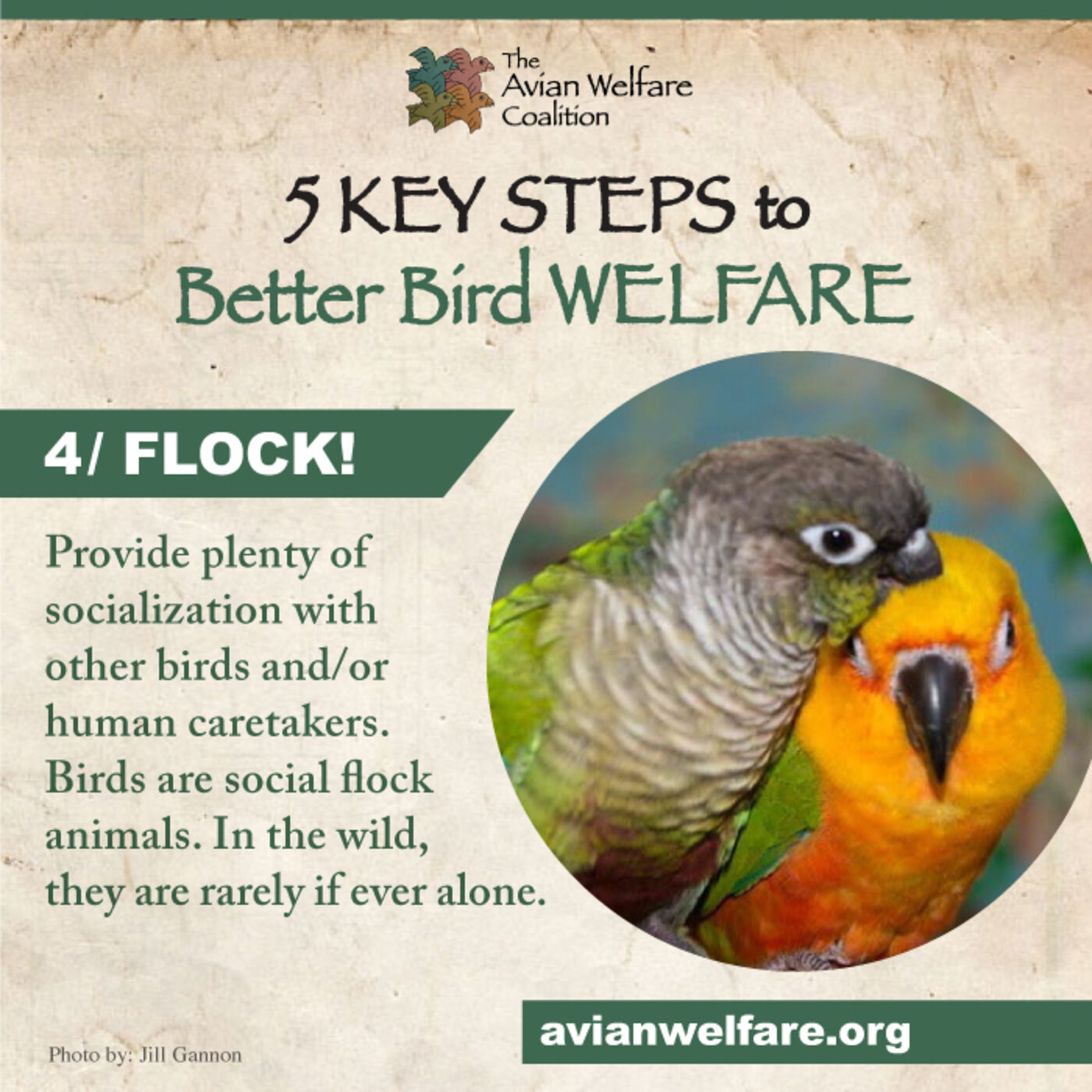 5 Key Steps To Better Bird Welfare - The Dodo