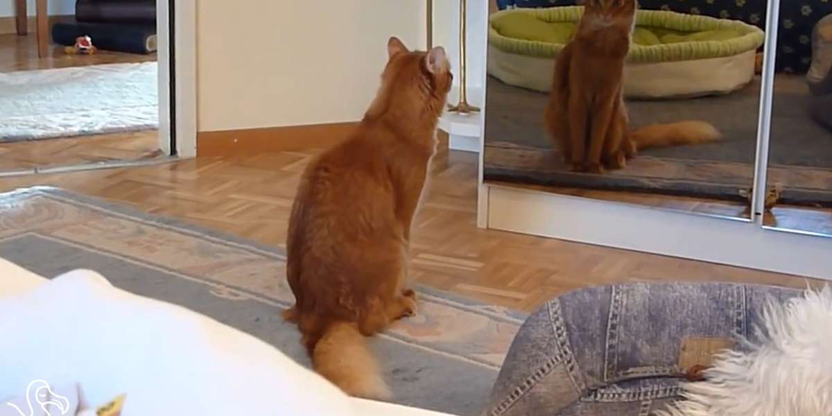 WATCH: Cats vs. Mirrors - The Dodo