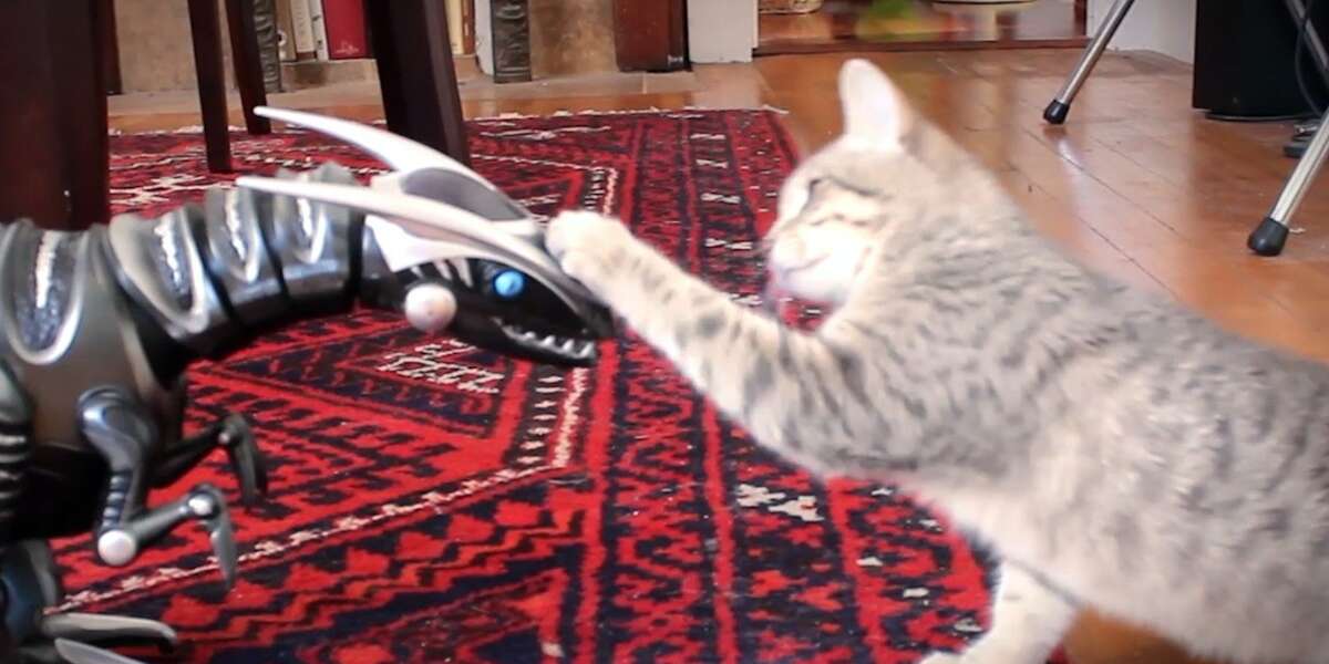 Cat Doesn't Know Quite What To Make Of His New Robot - The Dodo