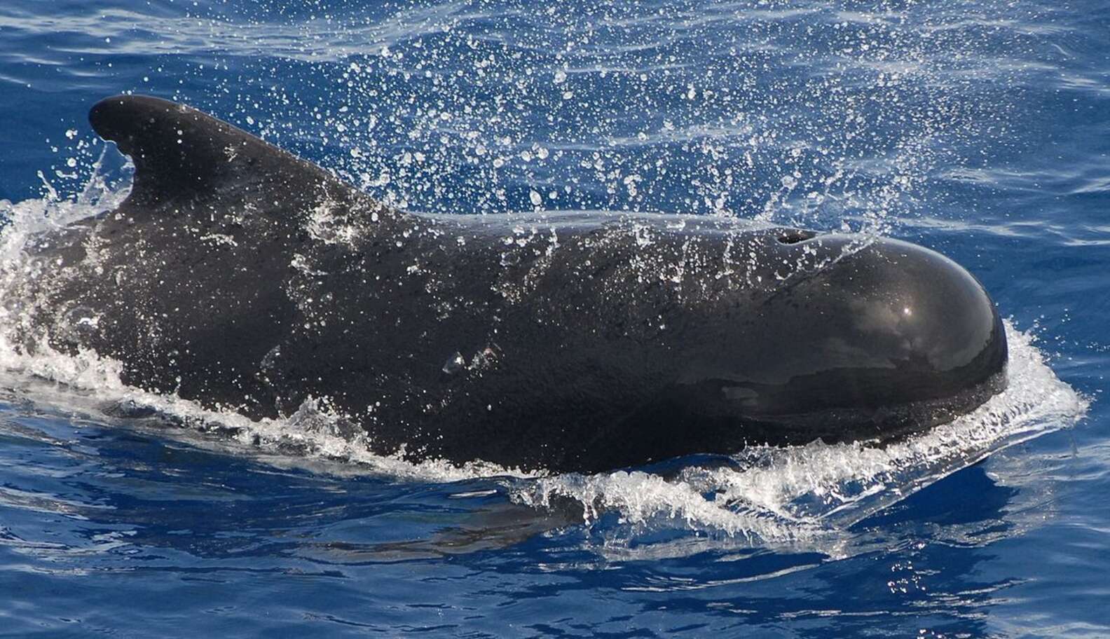 Luxury Cruise Operators Take Stand Against Whale Slaughter - The Dodo Luxury Cruise Operators Take Stand Against Whale Slaughter - The Dodo