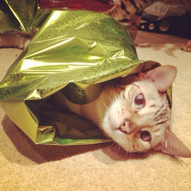 13 Cats Who Know The Best Part Of The Holidays Is The Wrapping Paper ...