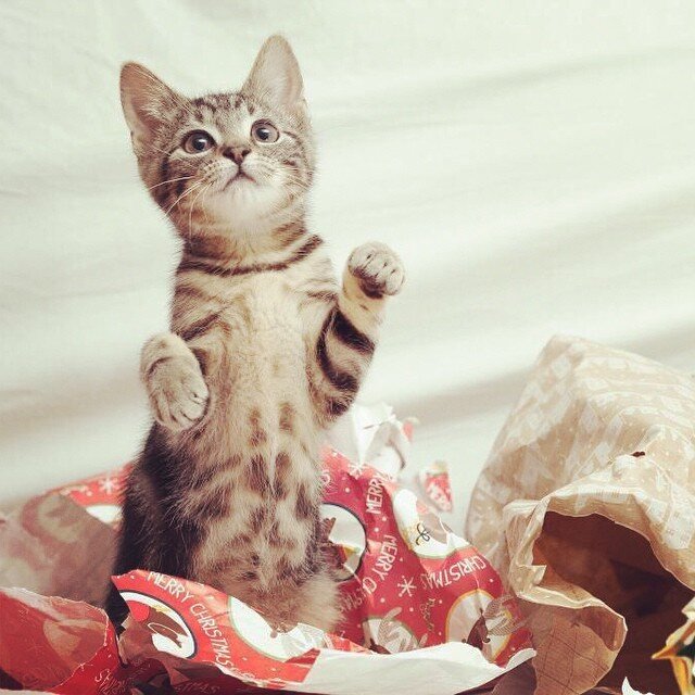 13 Cats Who Know The Best Part Of The Holidays Is The Wrapping Paper ...