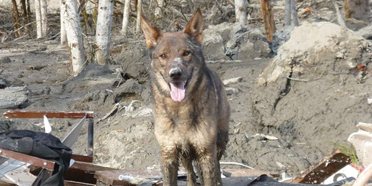 Oso Disaster Pushes Dogs, And Handlers, To Their Limits - The Dodo