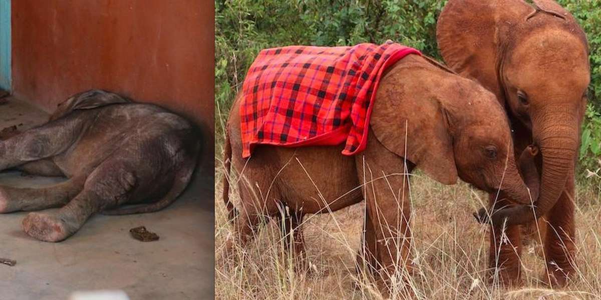 Elephant Who Lost Everything Helps Other Orphans Overcome Their Pain ...