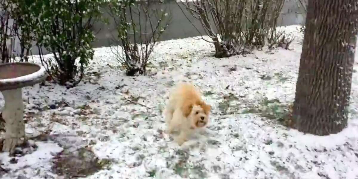 Dog Sees Snow For The First Time, Loses His Sh*t - The Dodo