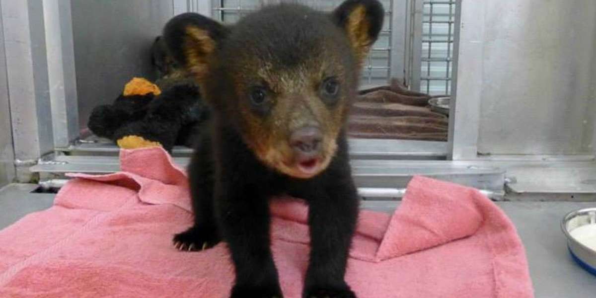 Fierce Little Bears Huff And Puff At Rescuers - The Dodo