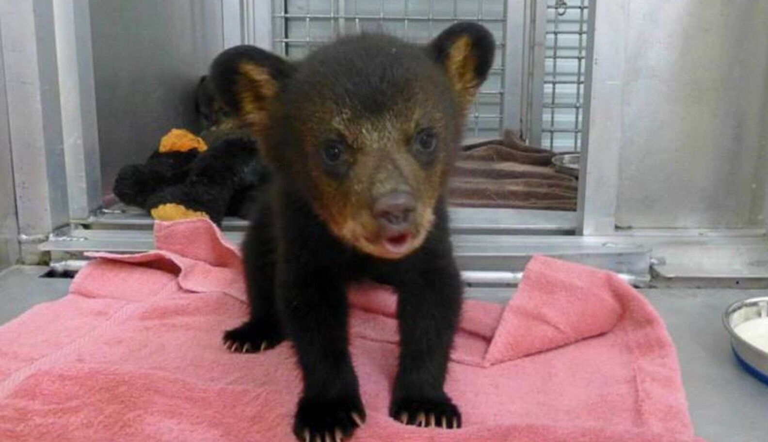 Fierce Little Bears Huff And Puff At Rescuers - The Dodo
