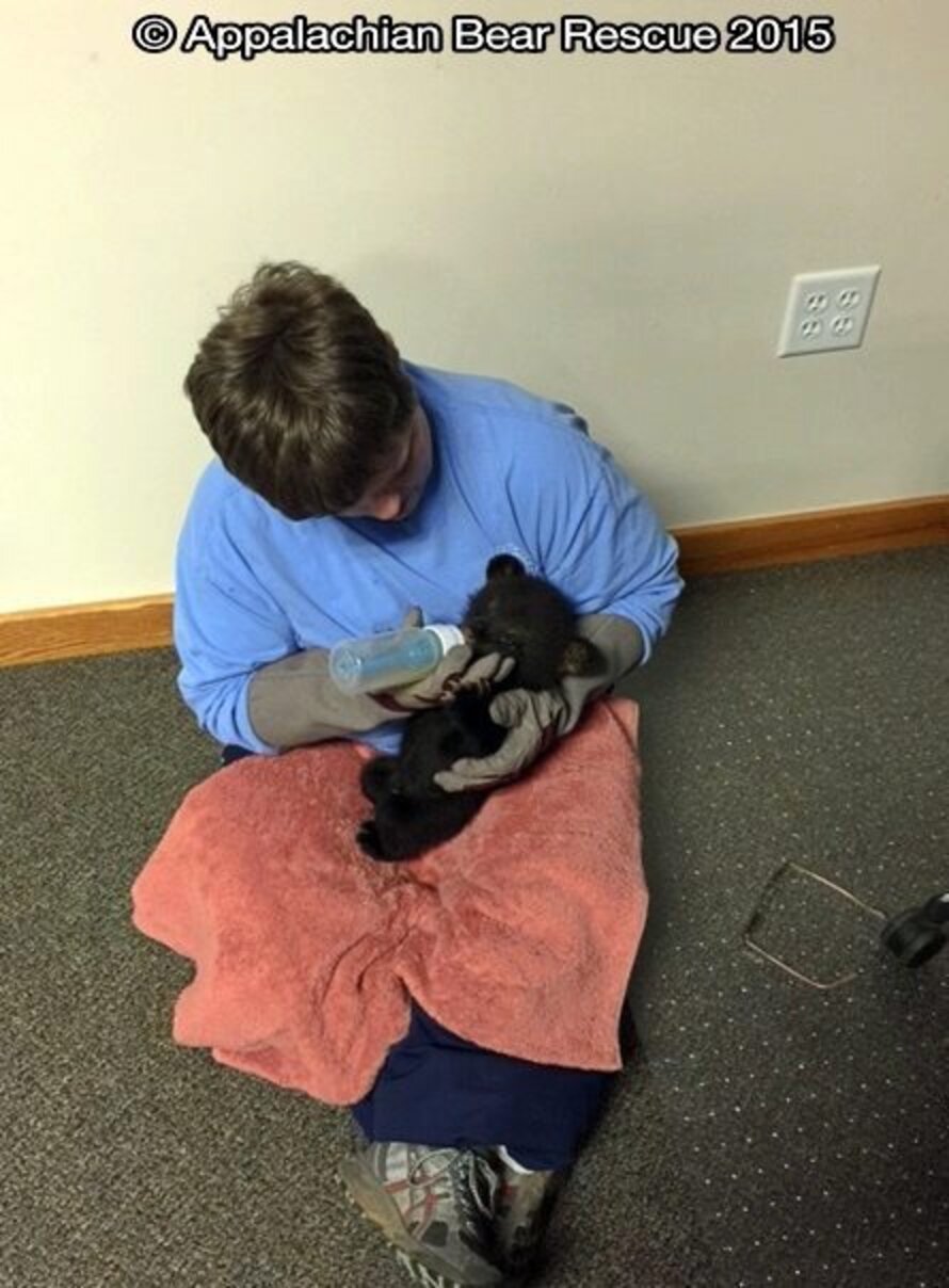 Fierce Little Bears Huff And Puff At Rescuers - The Dodo