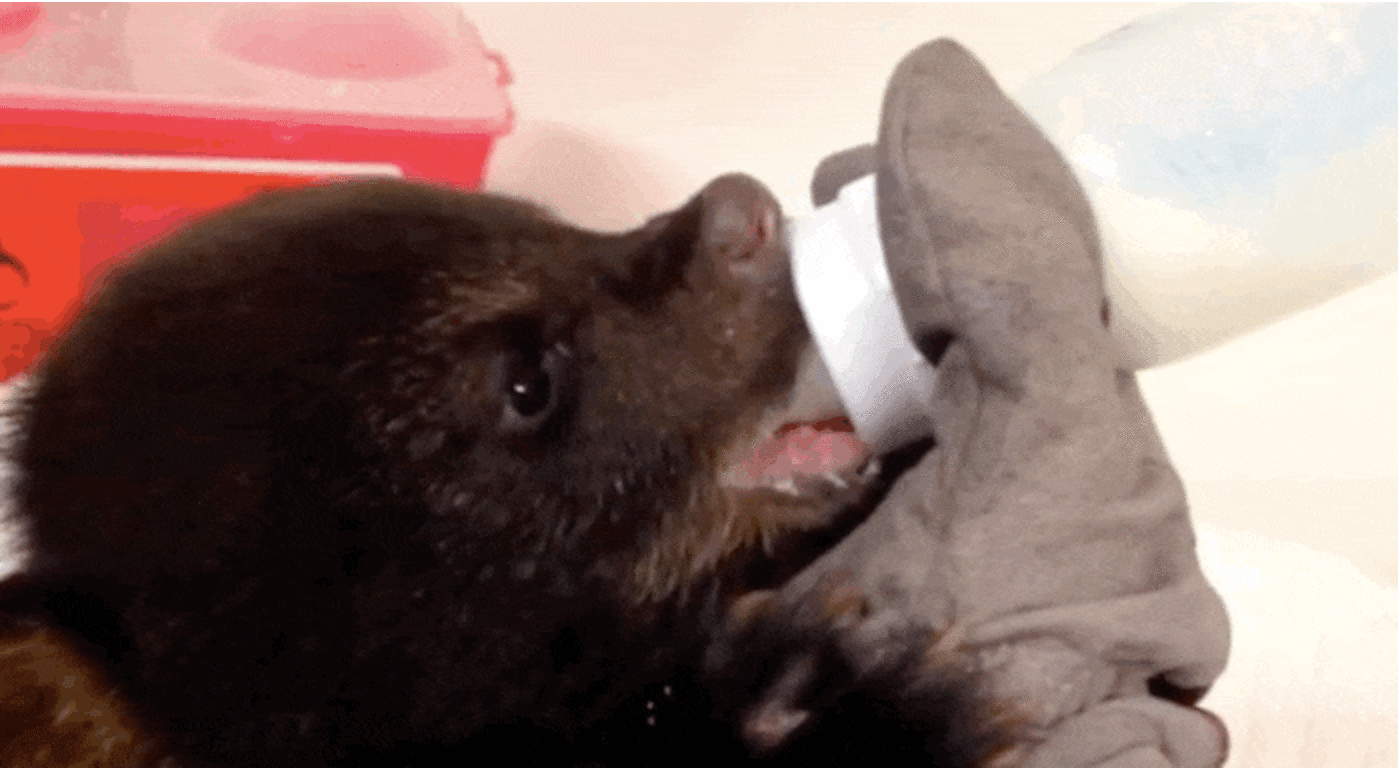 Fierce Little Bears Huff And Puff At Rescuers - The Dodo