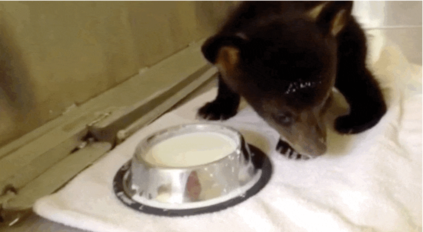 Fierce Little Bears Huff And Puff At Rescuers - The Dodo
