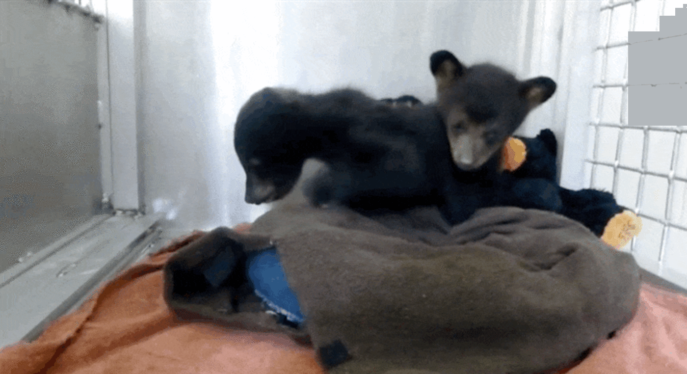 Fierce Little Bears Huff And Puff At Rescuers - The Dodo