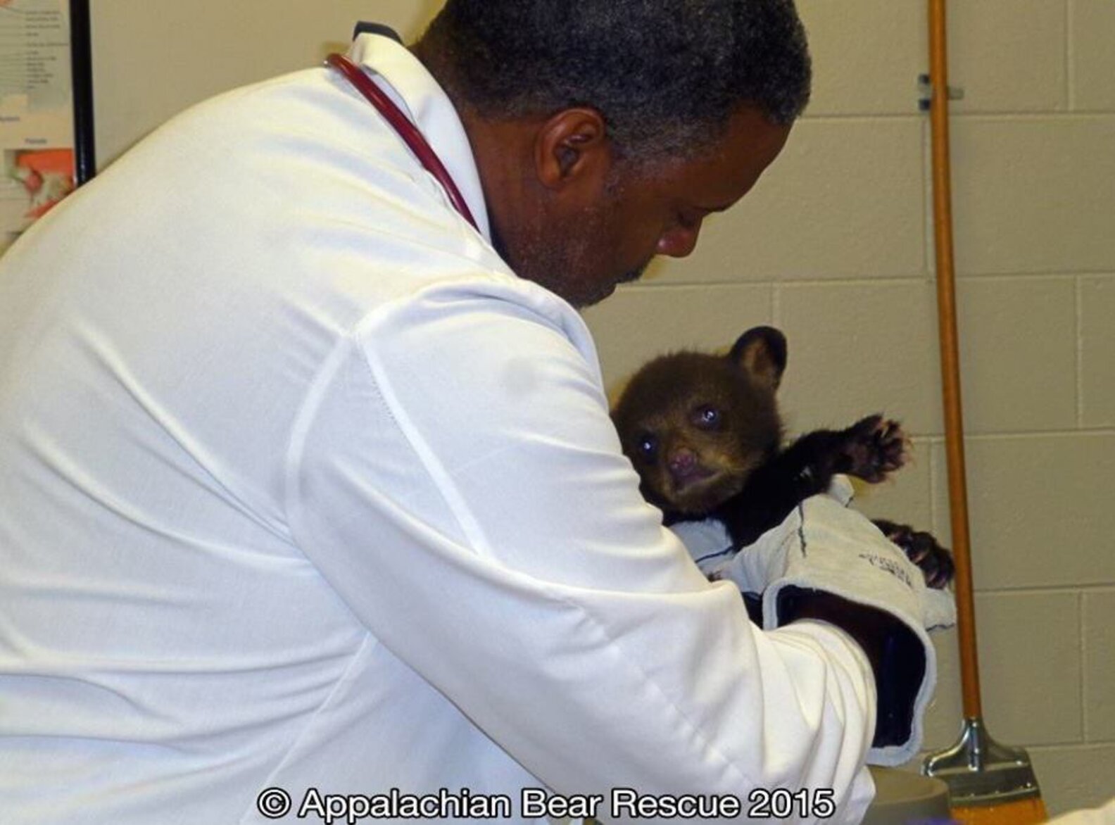 Fierce Little Bears Huff And Puff At Rescuers - The Dodo