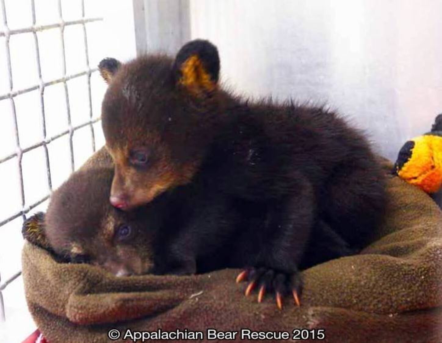 Fierce Little Bears Huff And Puff At Rescuers - The Dodo