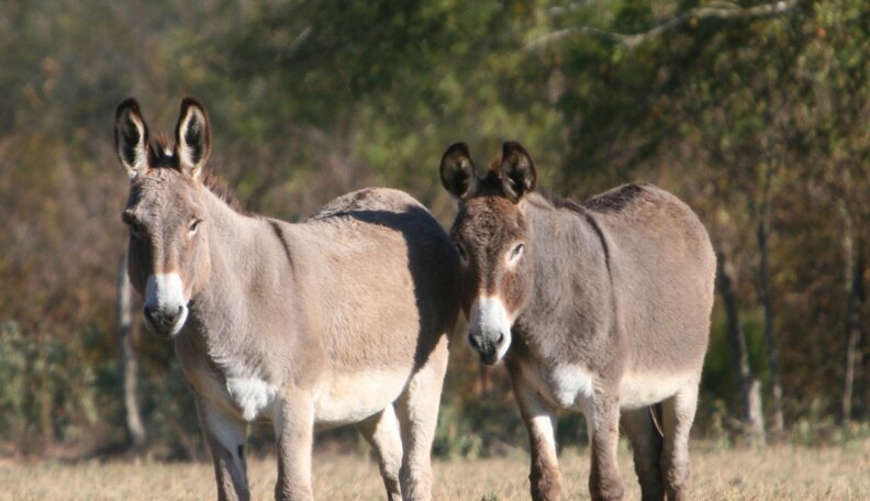 Burrowing In On Wild Horse And Burro Management - The Dodo