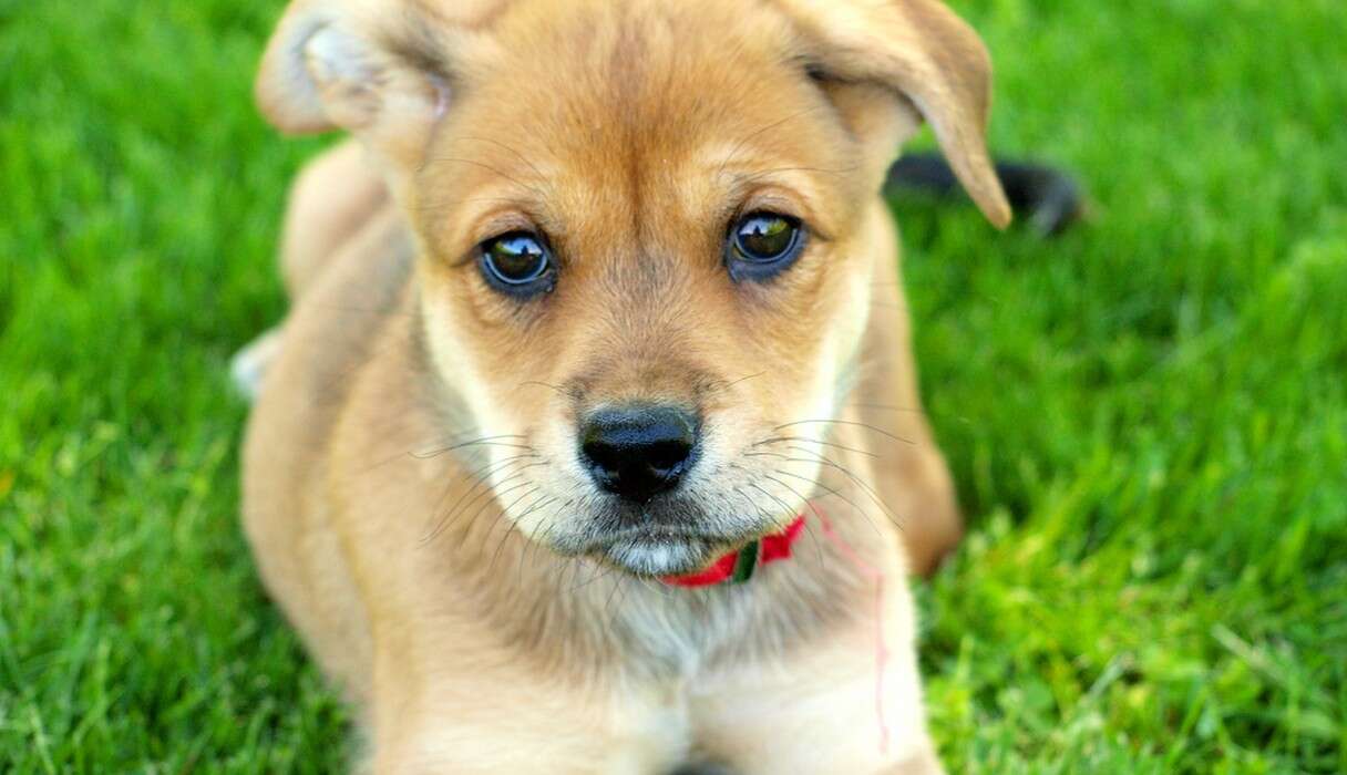 Why Do Dogs Put Their Paws On Their Face