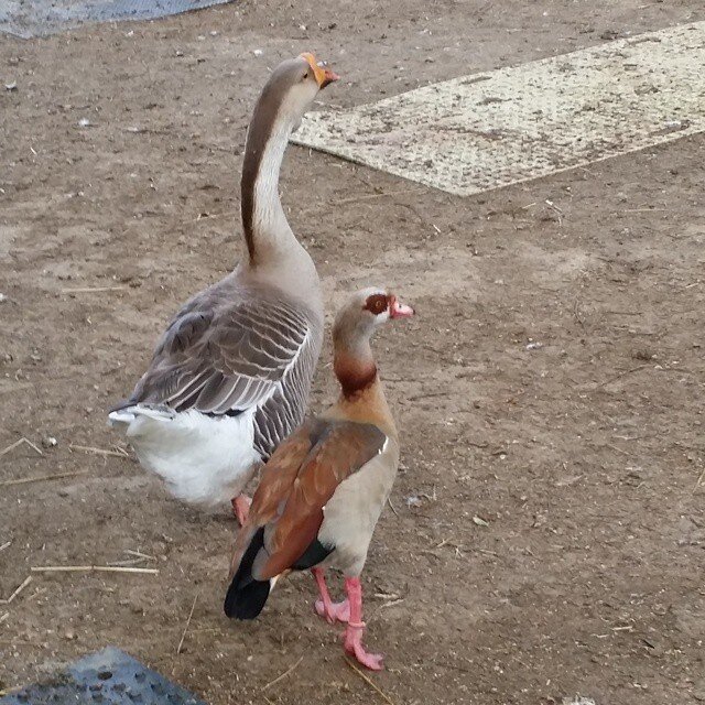 Goose Sits By Fence All Day Just To Flirt With His New Crush - The Dodo