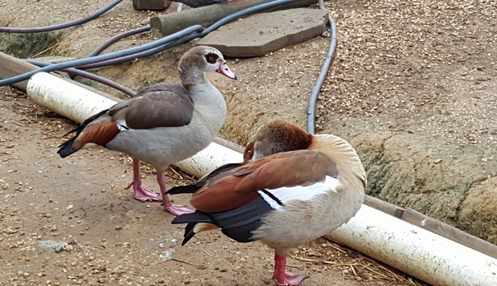 Goose Sits By Fence All Day Just To Flirt With His New Crush - The Dodo