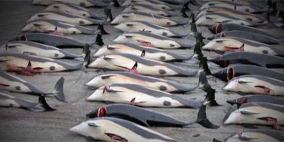 #CaptivityandSlaughter #Blackfish #SeaWorld #tweet4taiji # ...