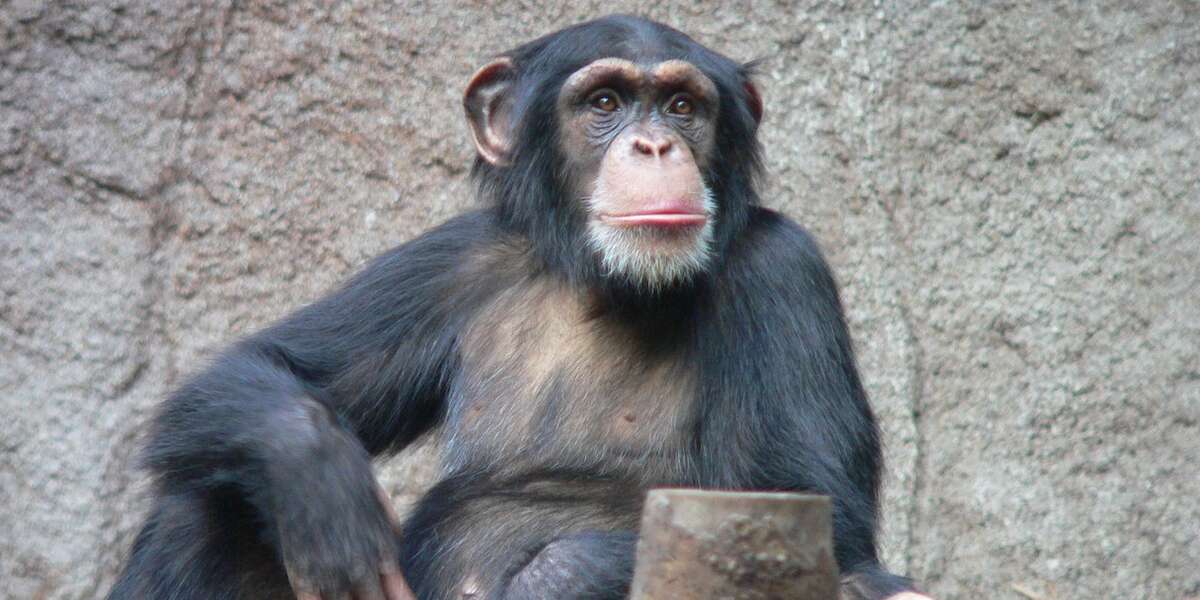 Kansas City Zoo: Chimps Fashioned Ladder To Escape Enclosure - The Dodo