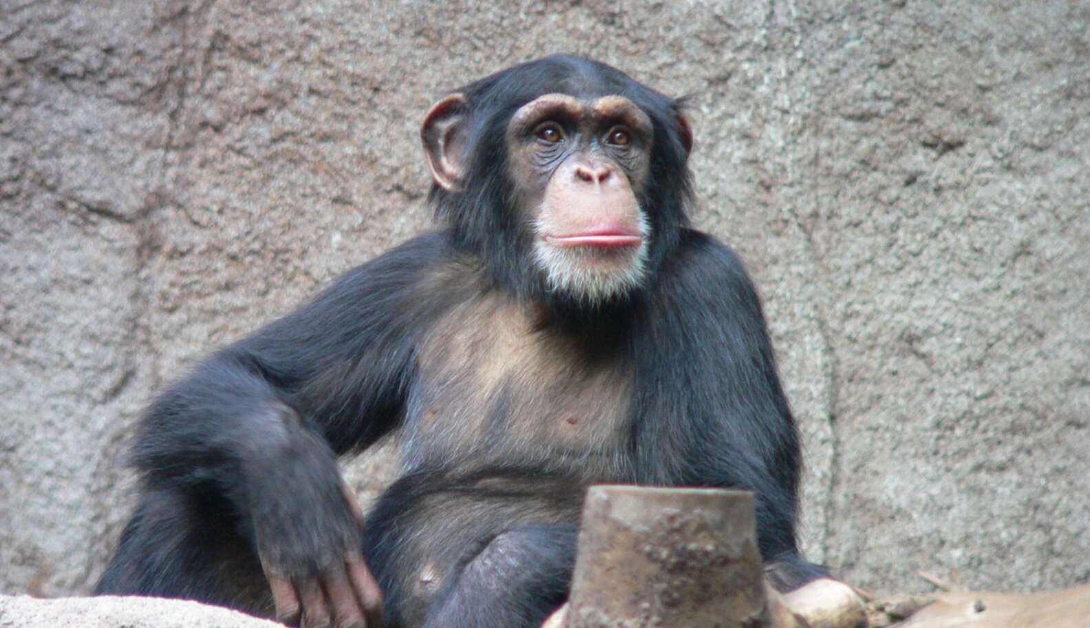 Kansas City Zoo: Chimps Fashioned Ladder To Escape Enclosure - The Dodo