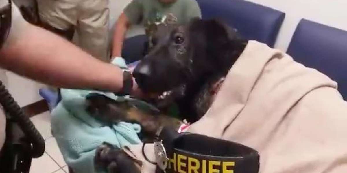 Dying K-9 Officer Honored With The Most Touching Final Farewell - The Dodo