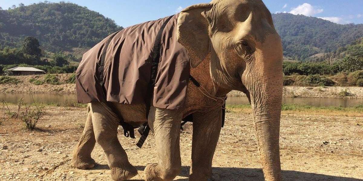 Sanctuary Elephant Couldn't Be Happier With Her Cozy New Coat - The Dodo