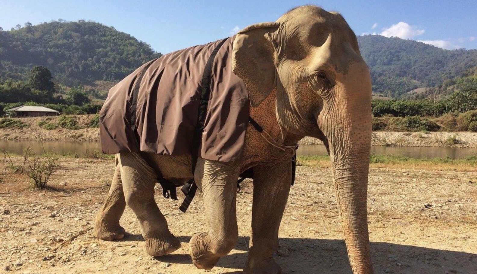 Sanctuary Elephant Couldn't Be Happier With Her Cozy New Coat - The Dodo