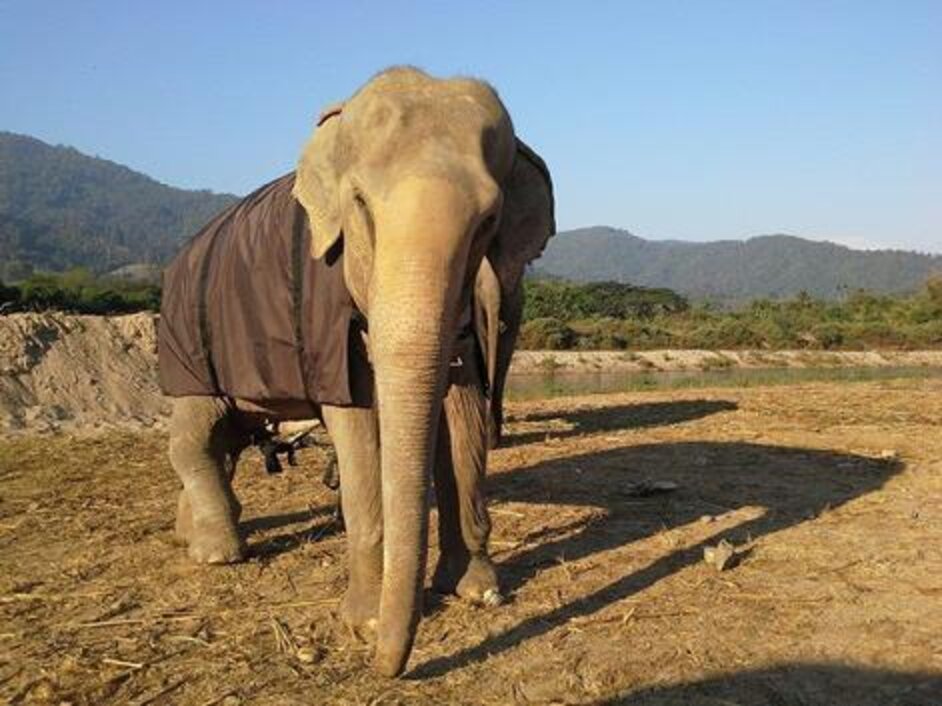 Sanctuary Elephant Couldn't Be Happier With Her Cozy New Coat - The Dodo