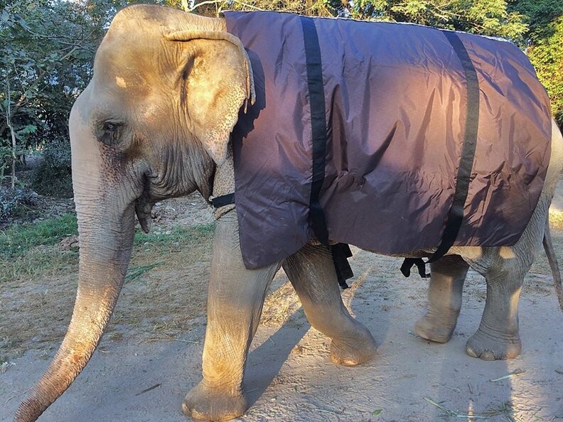 Sanctuary Elephant Couldn't Be Happier With Her Cozy New Coat - The Dodo
