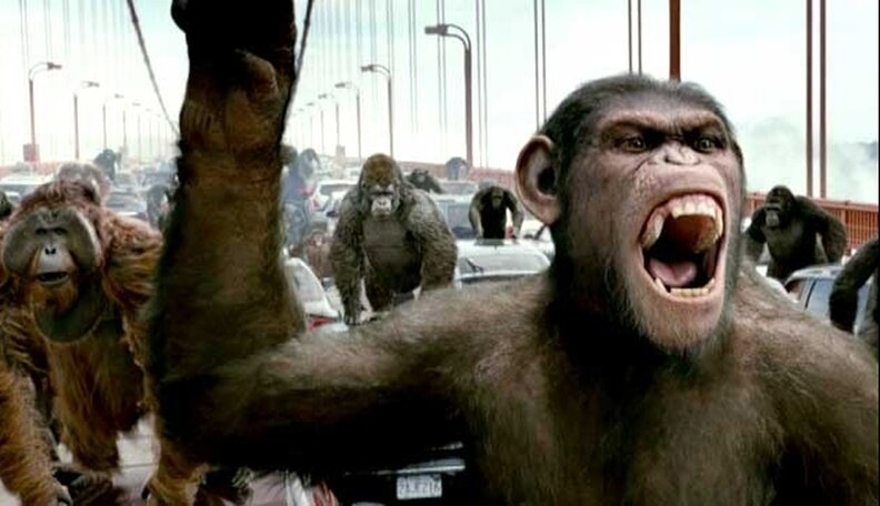 7 Films That Didn't Hurt A Single Animal - The Dodo