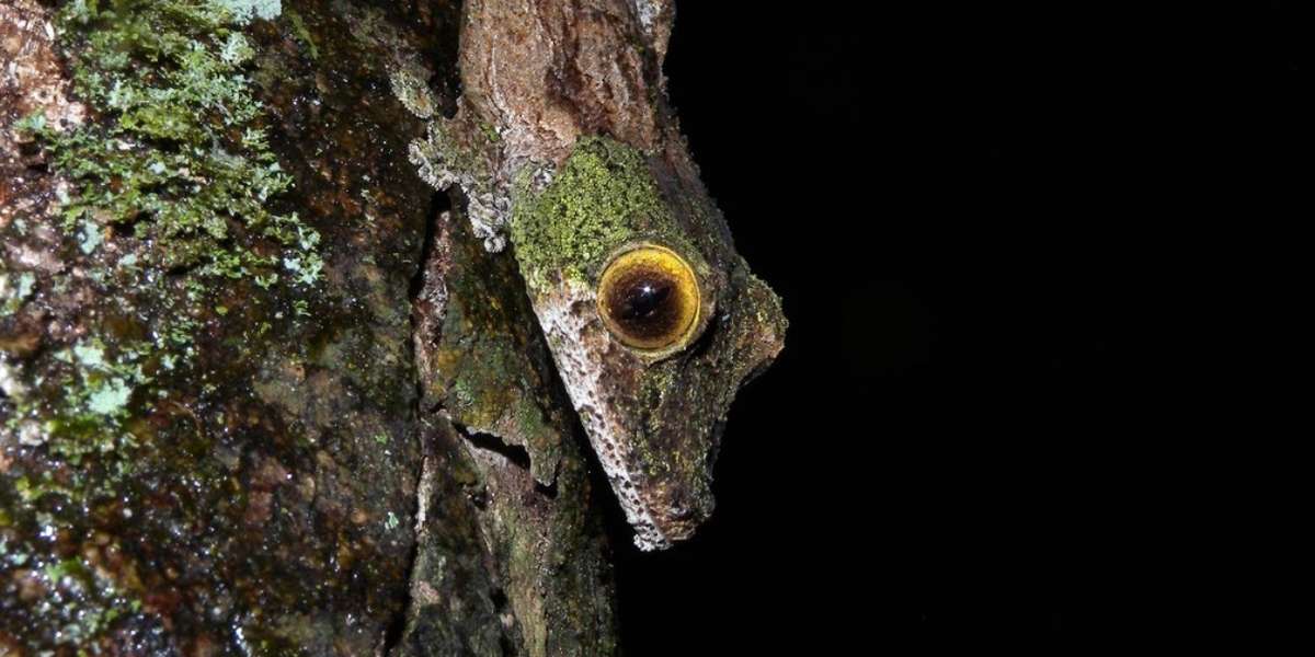 Masters Of Disguise: 5 Animals That Take Camouflage To The Next Level ...