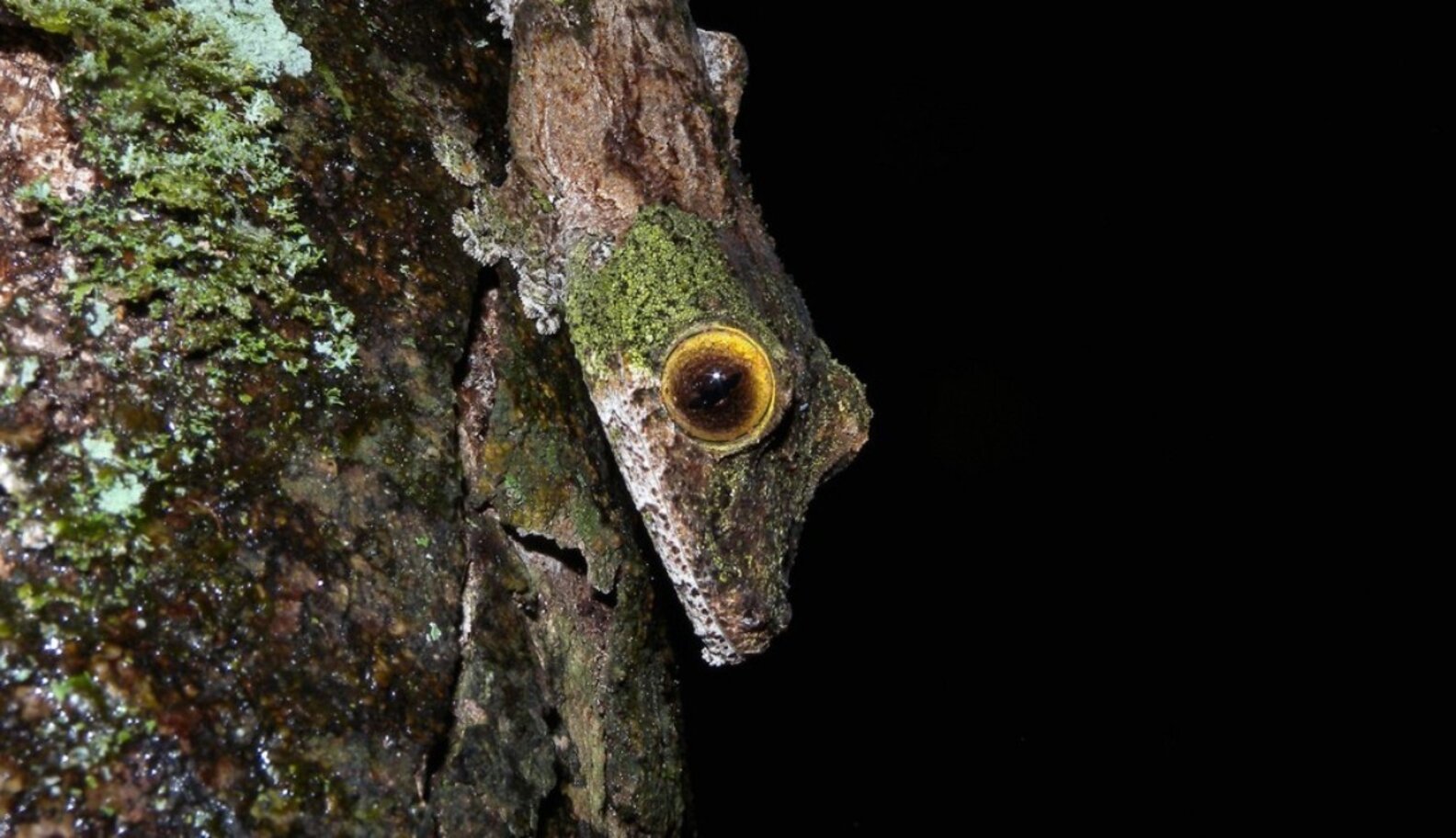 Masters Of Disguise: 5 Animals That Take Camouflage To The Next Level ...