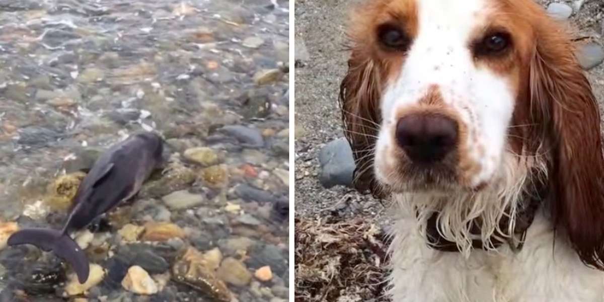 Dog Finds Baby Dolphin And Saves His Life - The Dodo