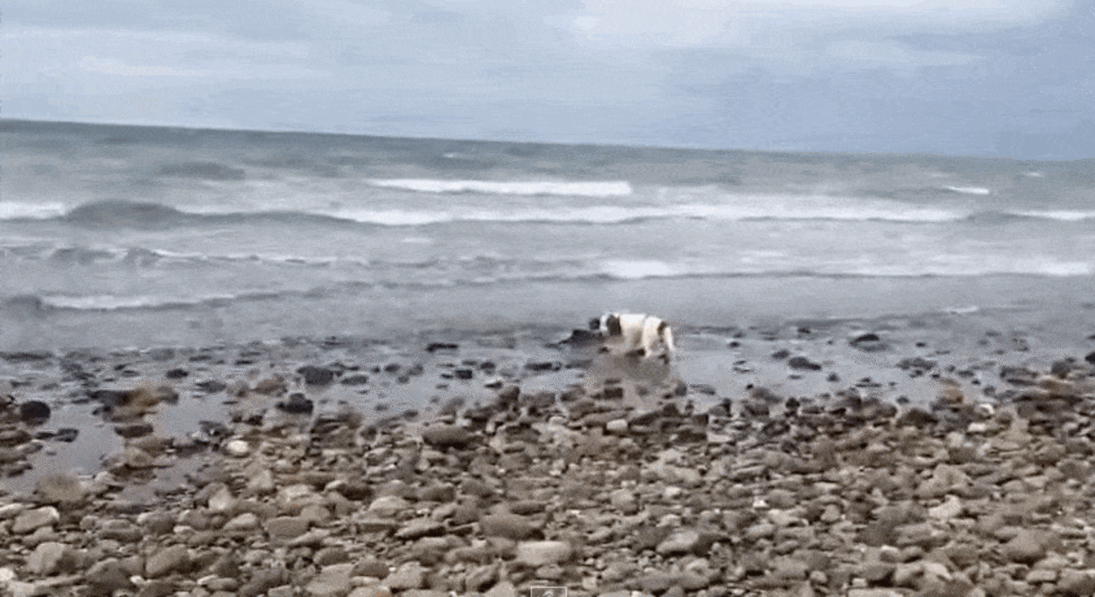 Dog Finds Baby Dolphin And Saves His Life - The Dodo