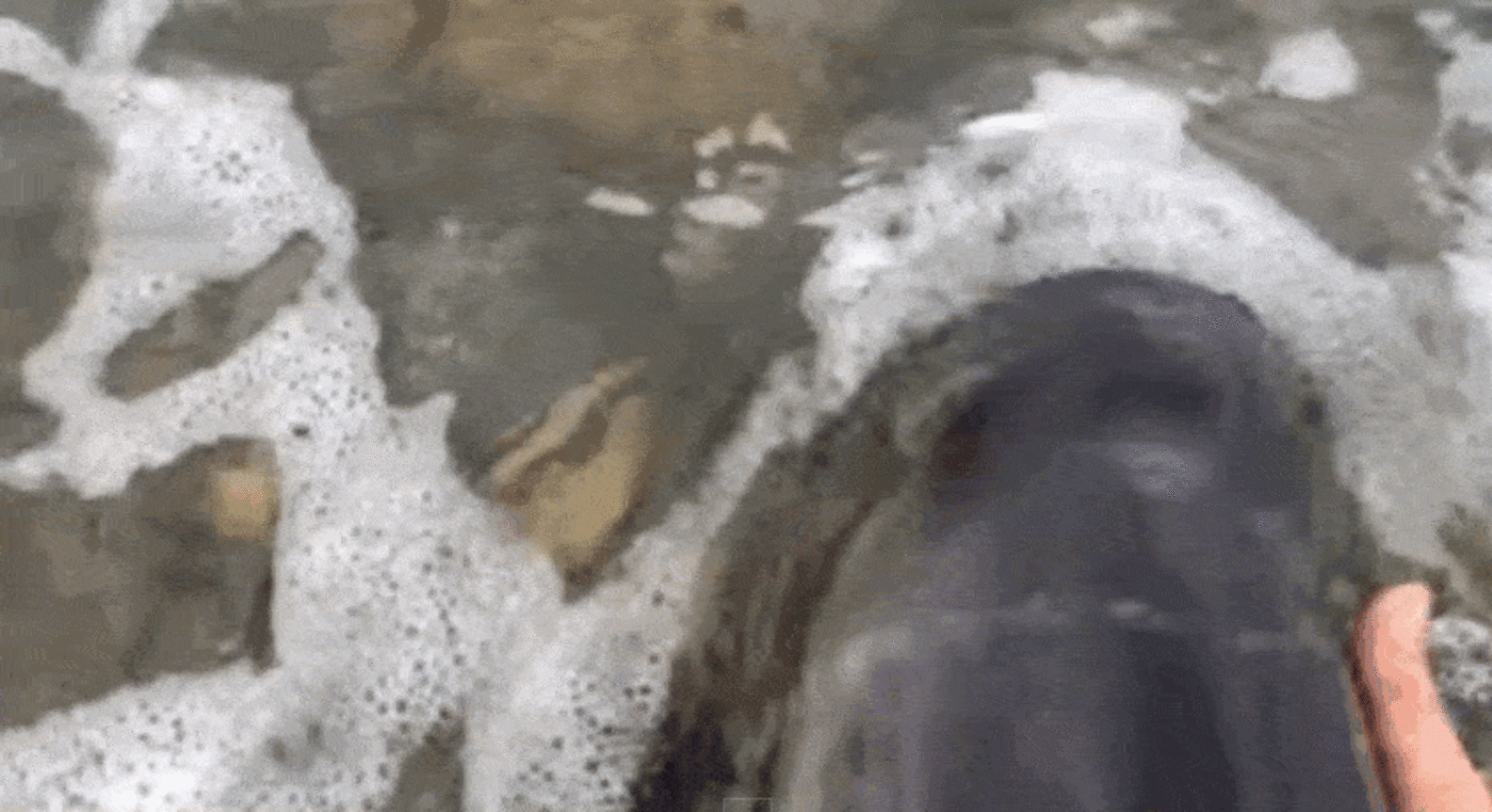 Dog Finds Baby Dolphin And Saves His Life - The Dodo