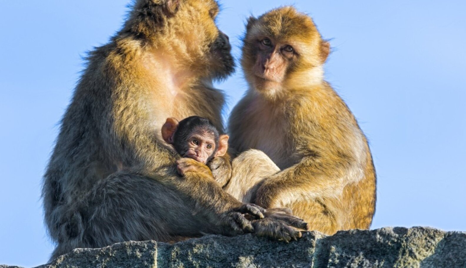 Macaques Can Recognize The Faces Of Family Members They've Never Met ...