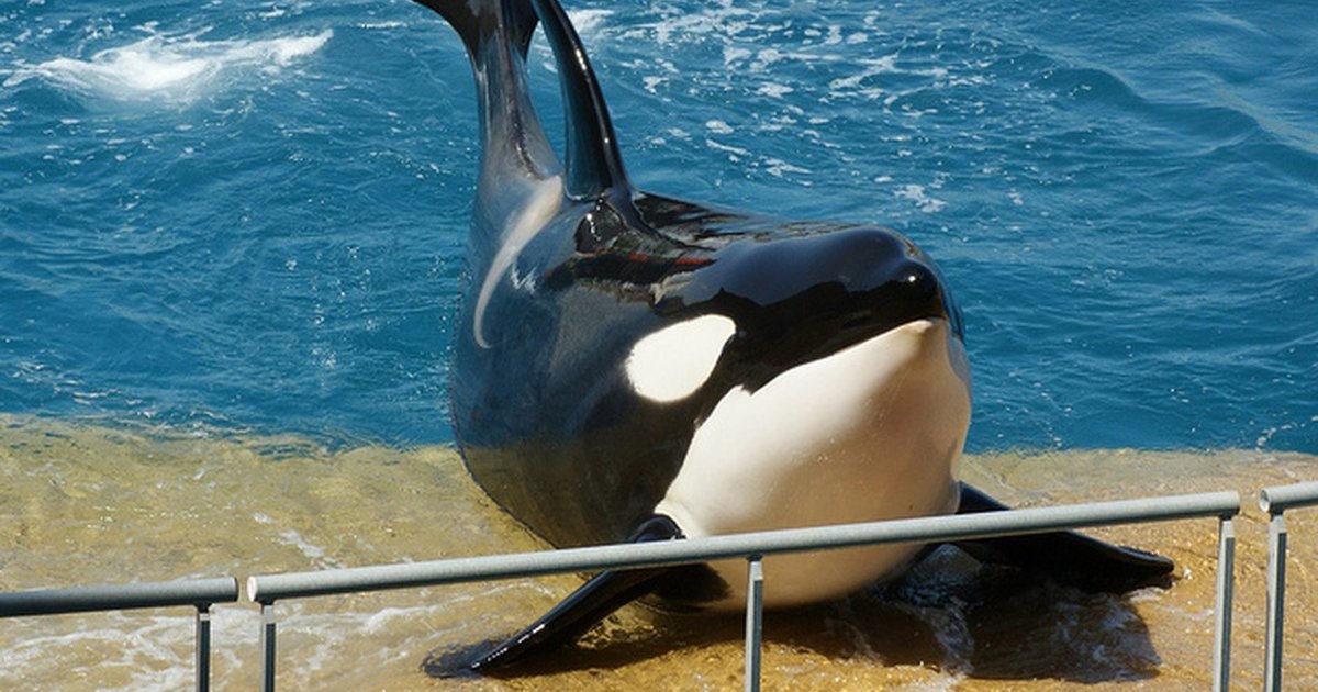 SeaWorld One Step Closer To Putting More Orcas In Tanks - The Dodo