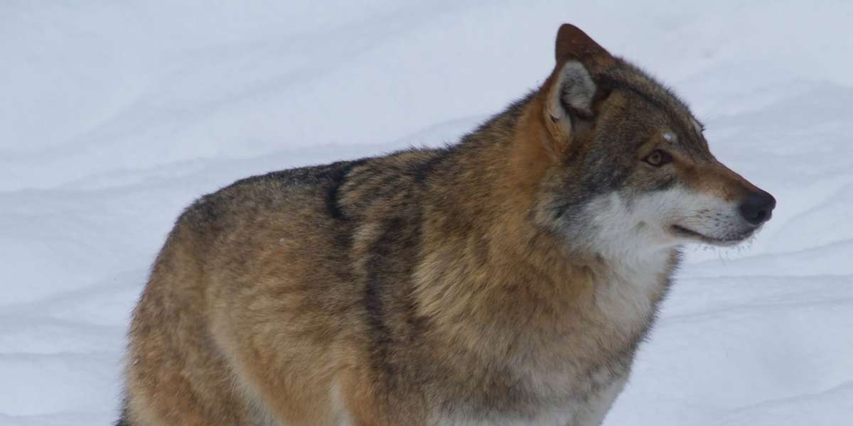 Rebuilding Eradicated Wolf Populations Comes With Serious Risks - The Dodo